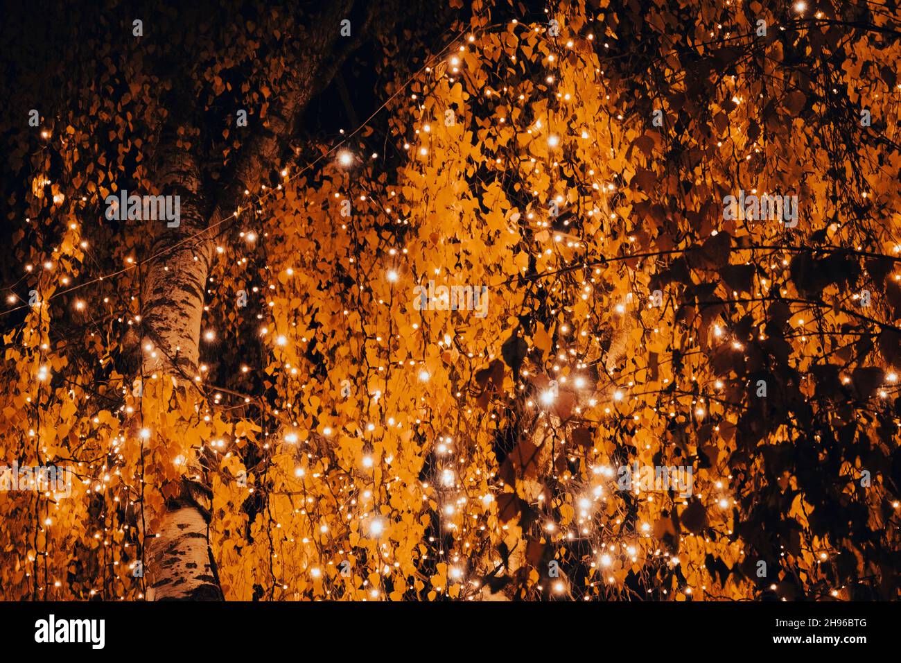 Illuminated birch trees at night hi-res stock photography and images ...