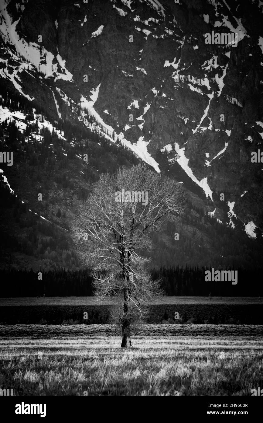 Vertical grayscale shot of a lonely tall tree on the background of a ...