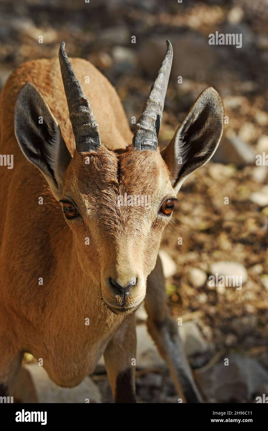 Portrait wild goat capra hi-res stock photography and images - Alamy