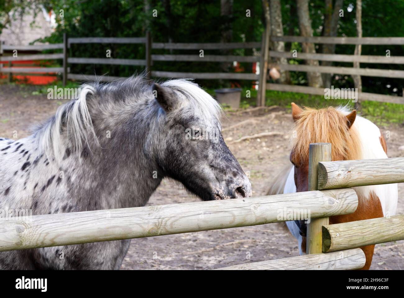 Dark grey horse hi-res stock photography and images - Alamy