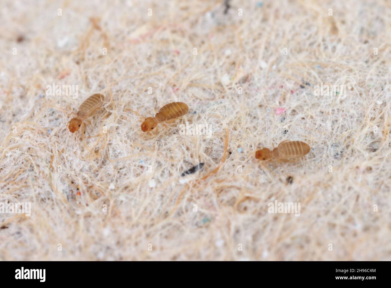 Psocids of the genus Liposcelis - Psocoptera - booklice, barklice or ...