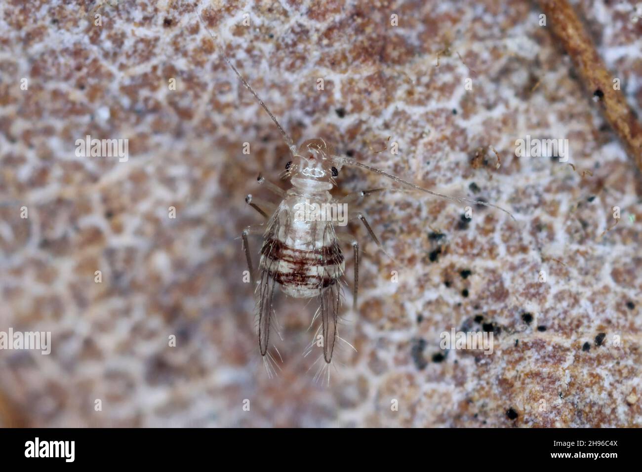 Booklice hi-res stock photography and images - Alamy