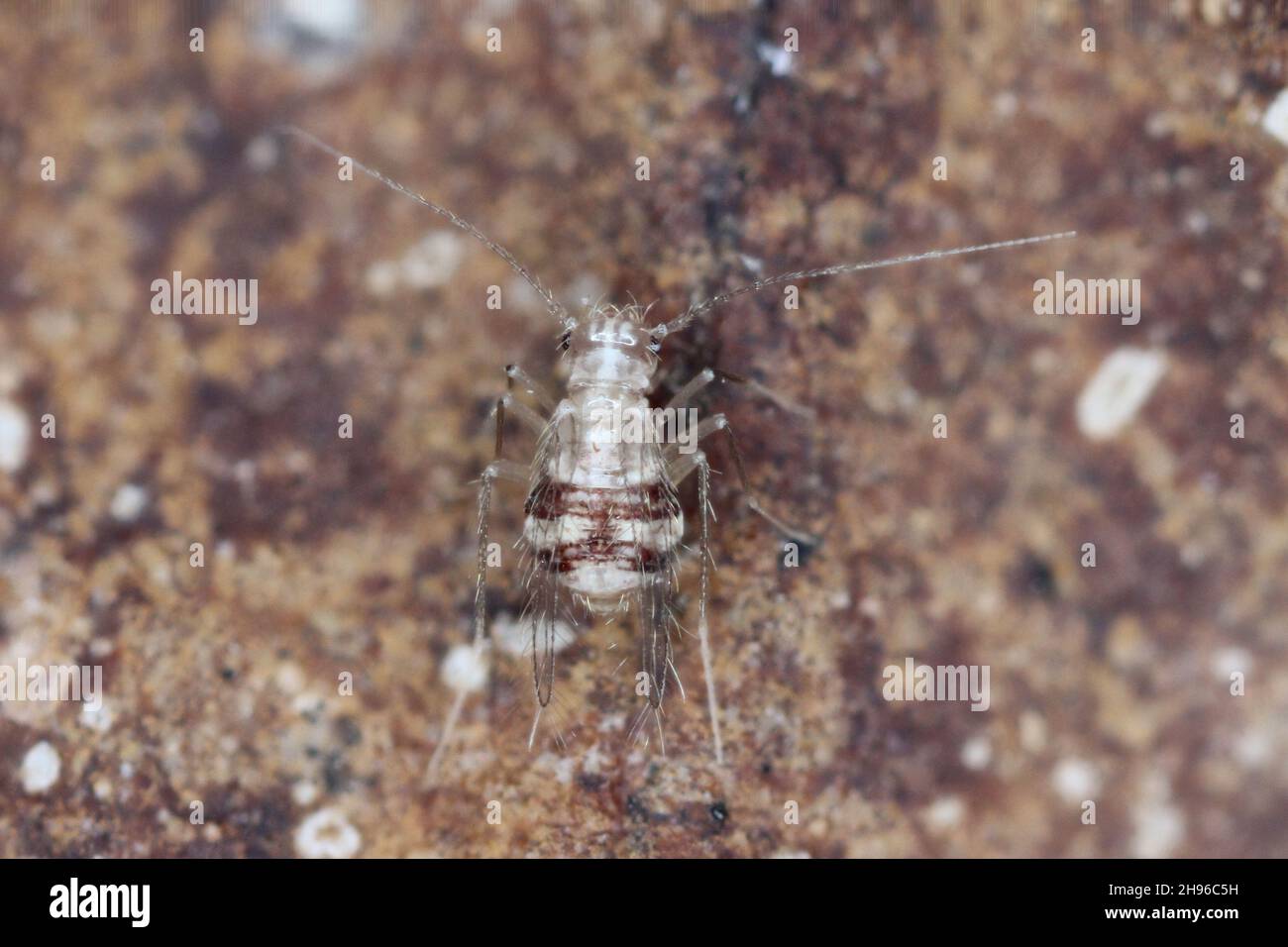 Psocoptera hi-res stock photography and images - Alamy