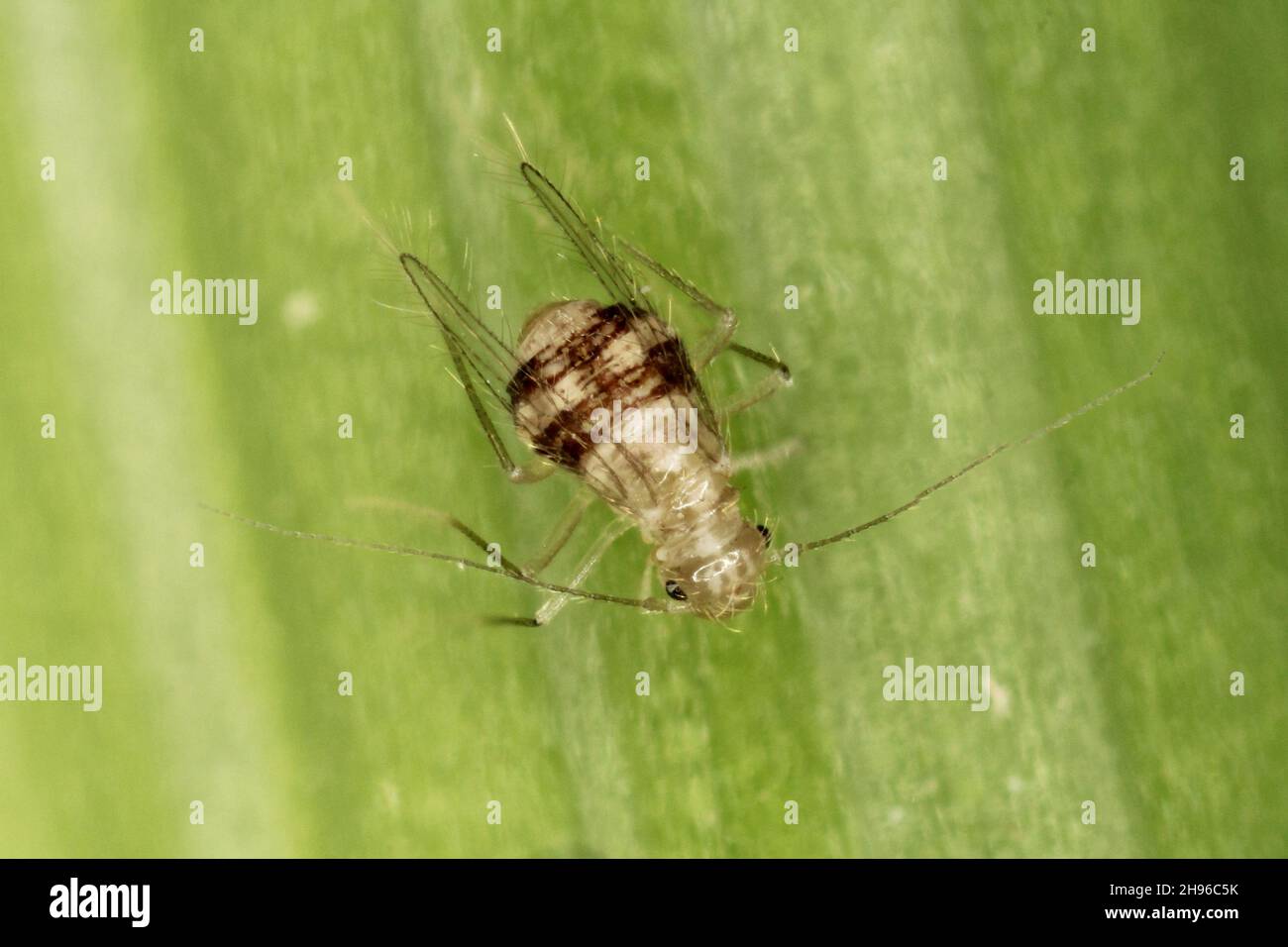 Psocoptera hi-res stock photography and images - Alamy