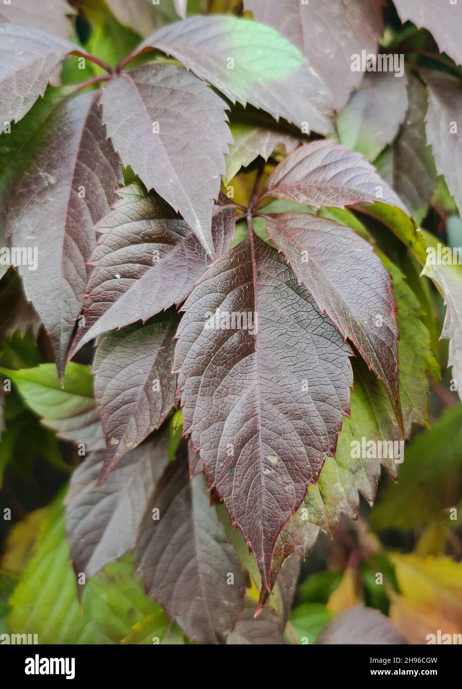 Fallen autumn leaves with copy space. The color of the gradient foliage ...