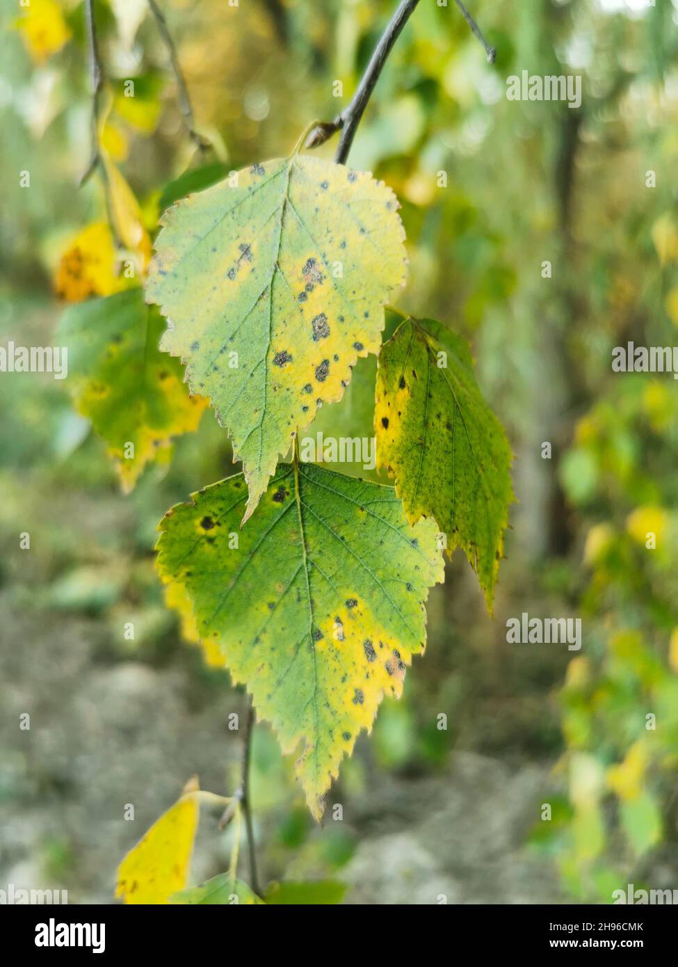 Fallen autumn leaves with copy space. The color of the gradient foliage ...