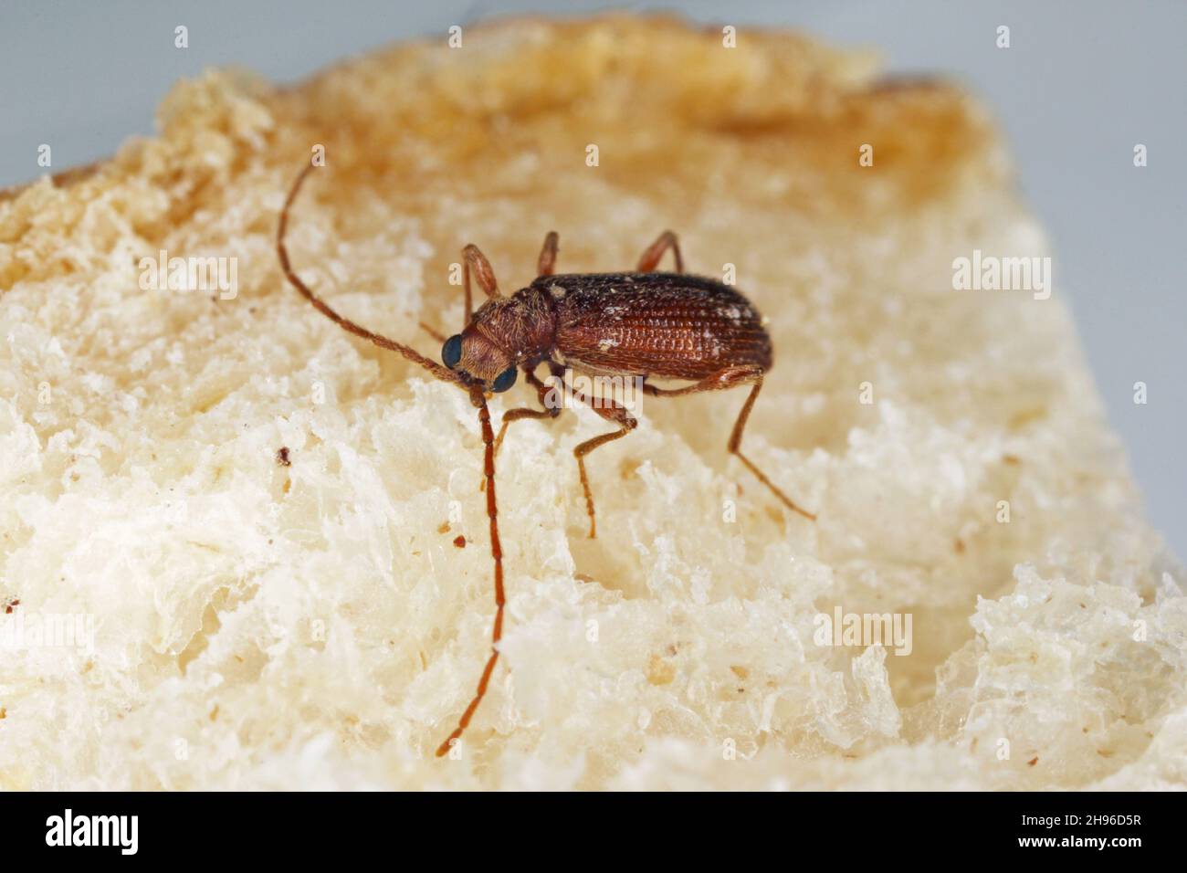 Ptinus fur beetles in the subfamily Ptininae - hitemarked spider beetle ...