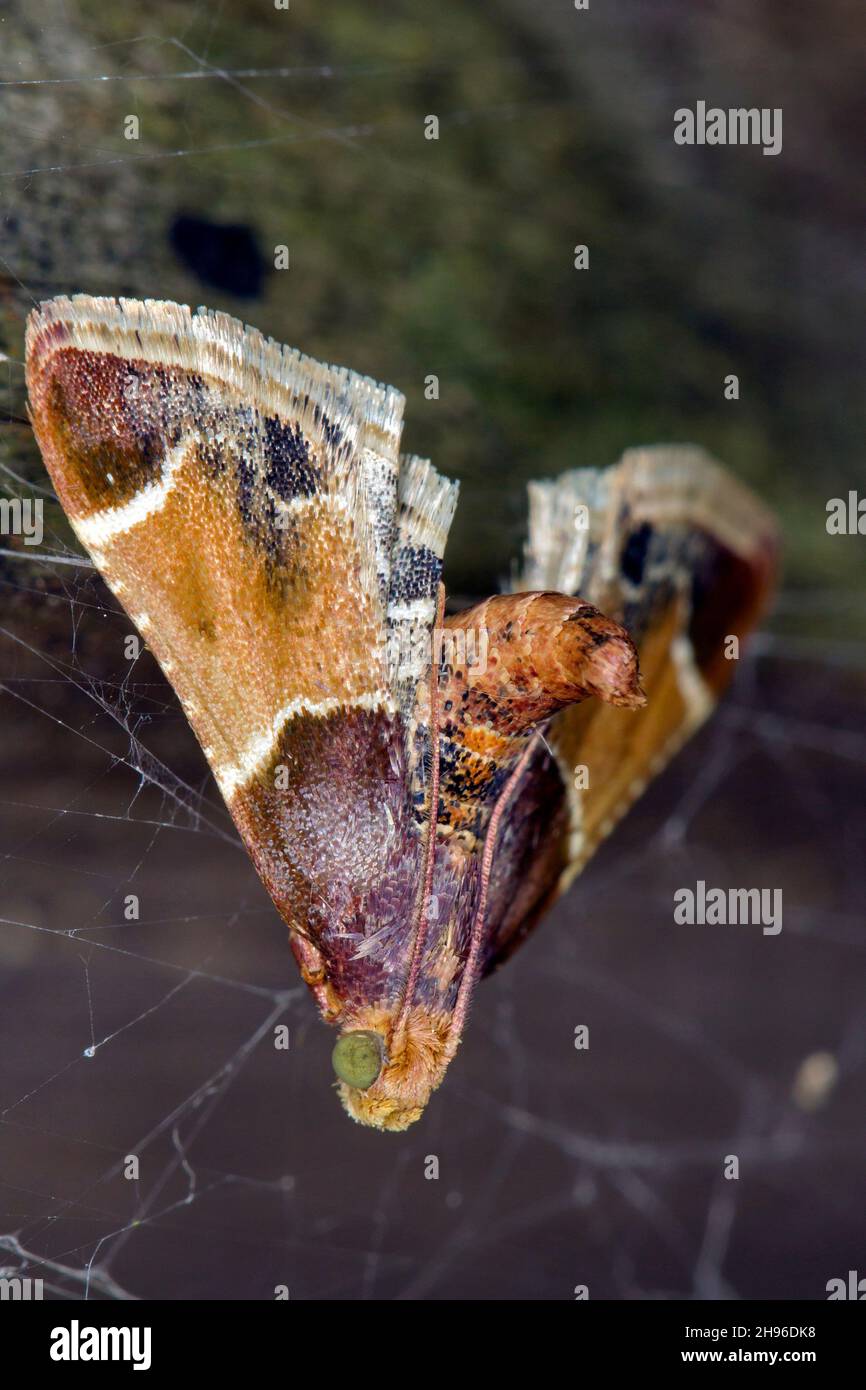 The meal moth (Pyralis farinalis) a cosmopolitan moth of the family ...