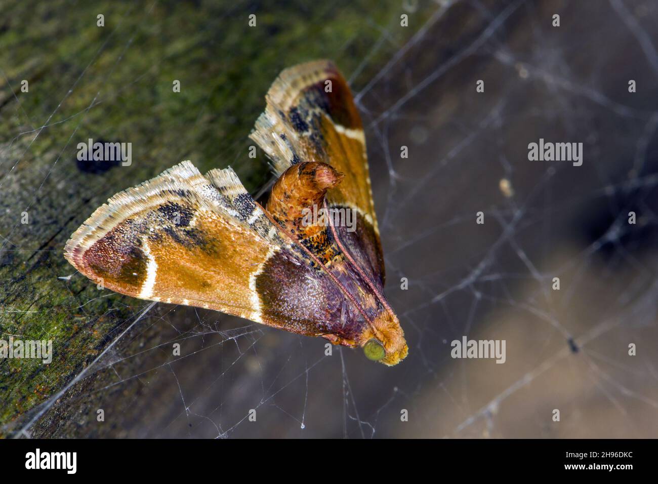 The meal moth (Pyralis farinalis) a cosmopolitan moth of the family ...