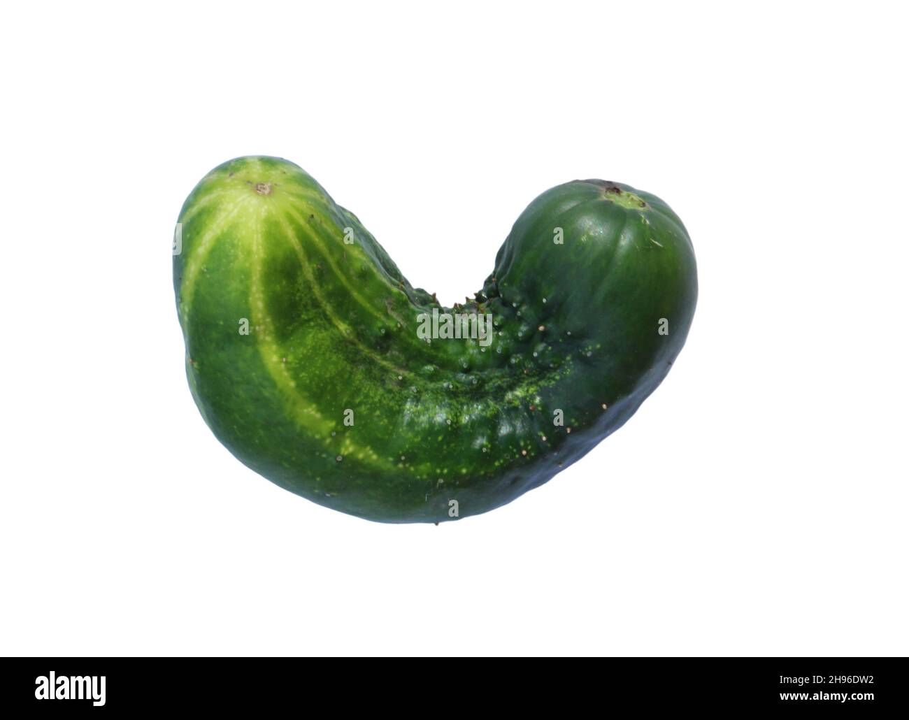 Crooked cucumber. Diseases of vegetables. Cucumber, grown with a ...