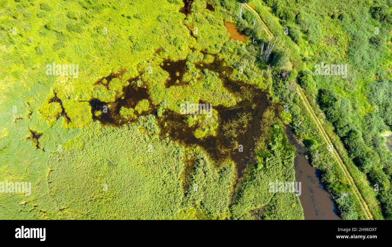 Aerial view of a swamp in a woodland on a summer day Stock Photo - Alamy