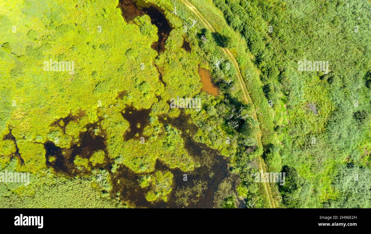 Aerial view of a swamp in a woodland on a summer day Stock Photo - Alamy