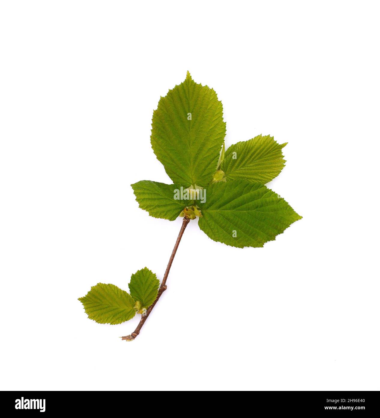 Hazelnut leaf. Hazelnut green fresh branch with foliage isolated on ...