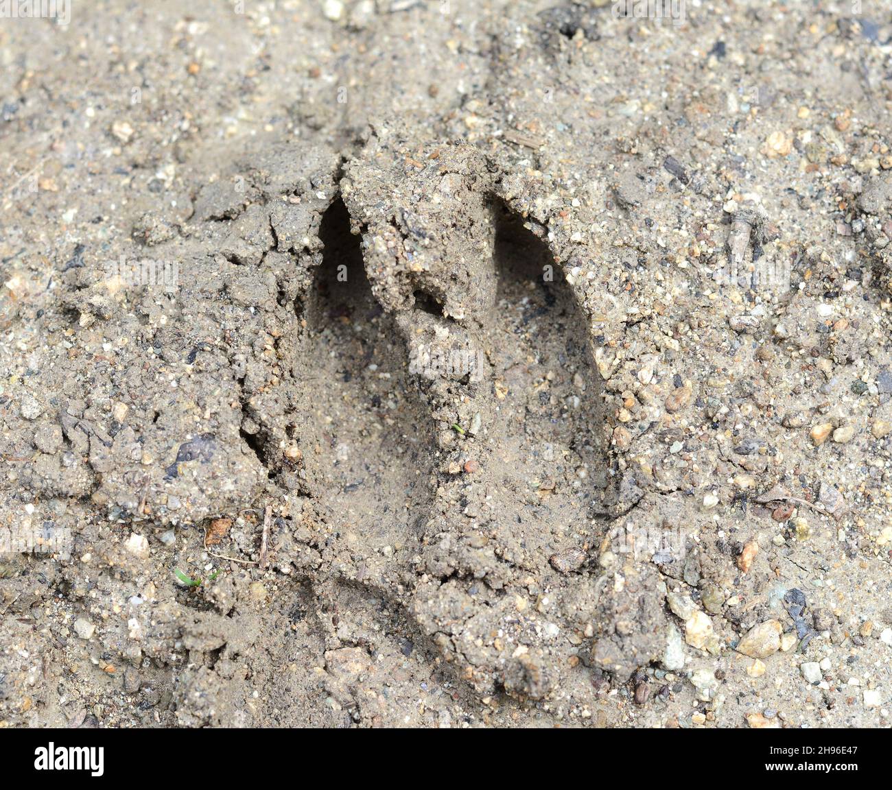 Wild boars traces hi-res stock photography and images - Alamy