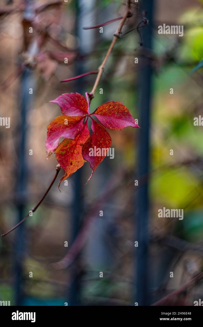 Autumnal leaves of wild grape plant as a fall time card Stock Photo - Alamy