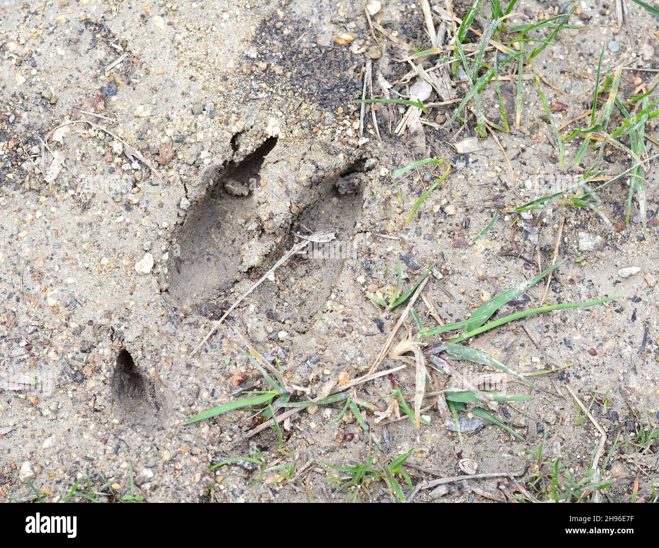 Wild boars traces hi-res stock photography and images - Alamy