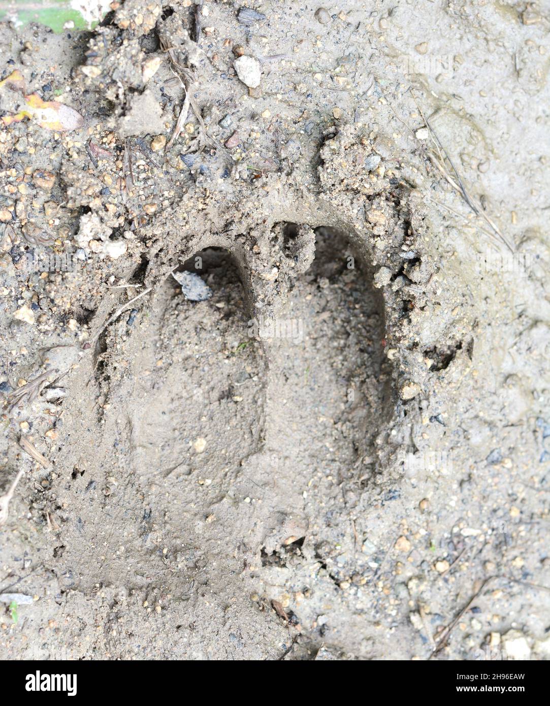 Wild boar's trace on the ground Stock Photo - Alamy