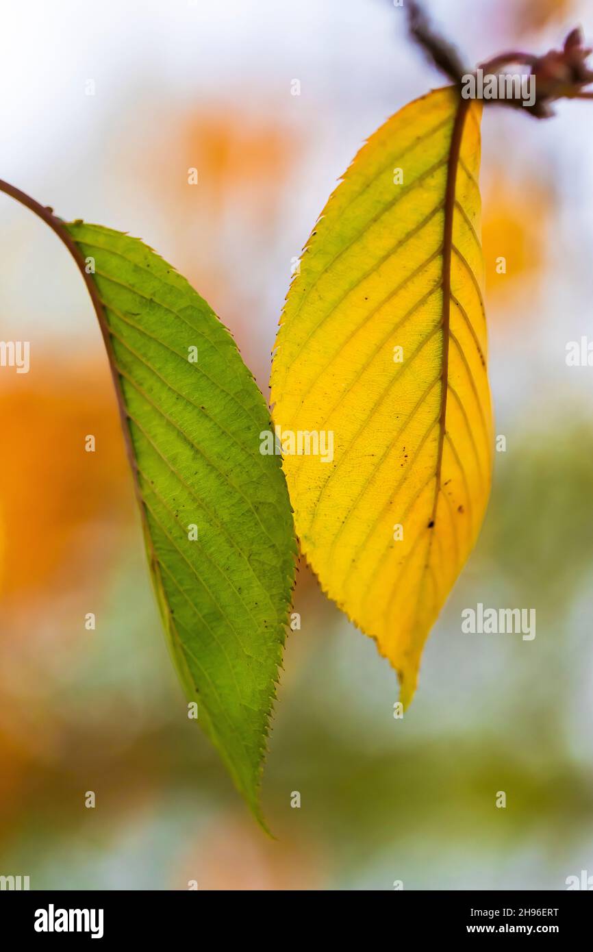 Yoshino Cherry, Prunus x yedoensis, leaves turning color in autumn in ...