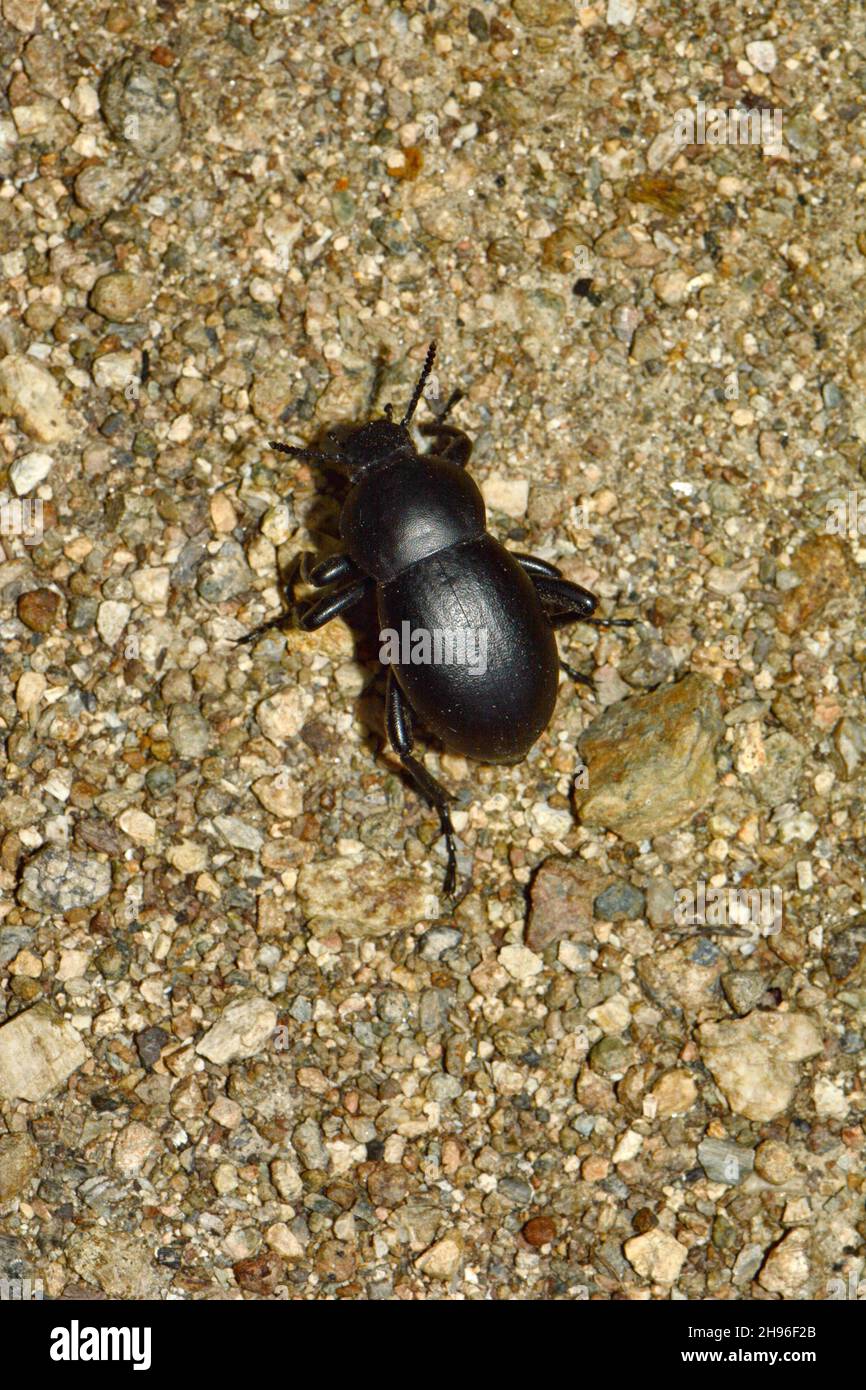 black beetle on the ground Stock Photo - Alamy