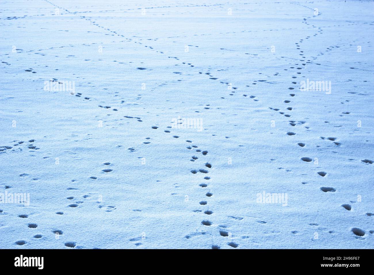 Dog paw print graphic hi-res stock photography and images - Alamy