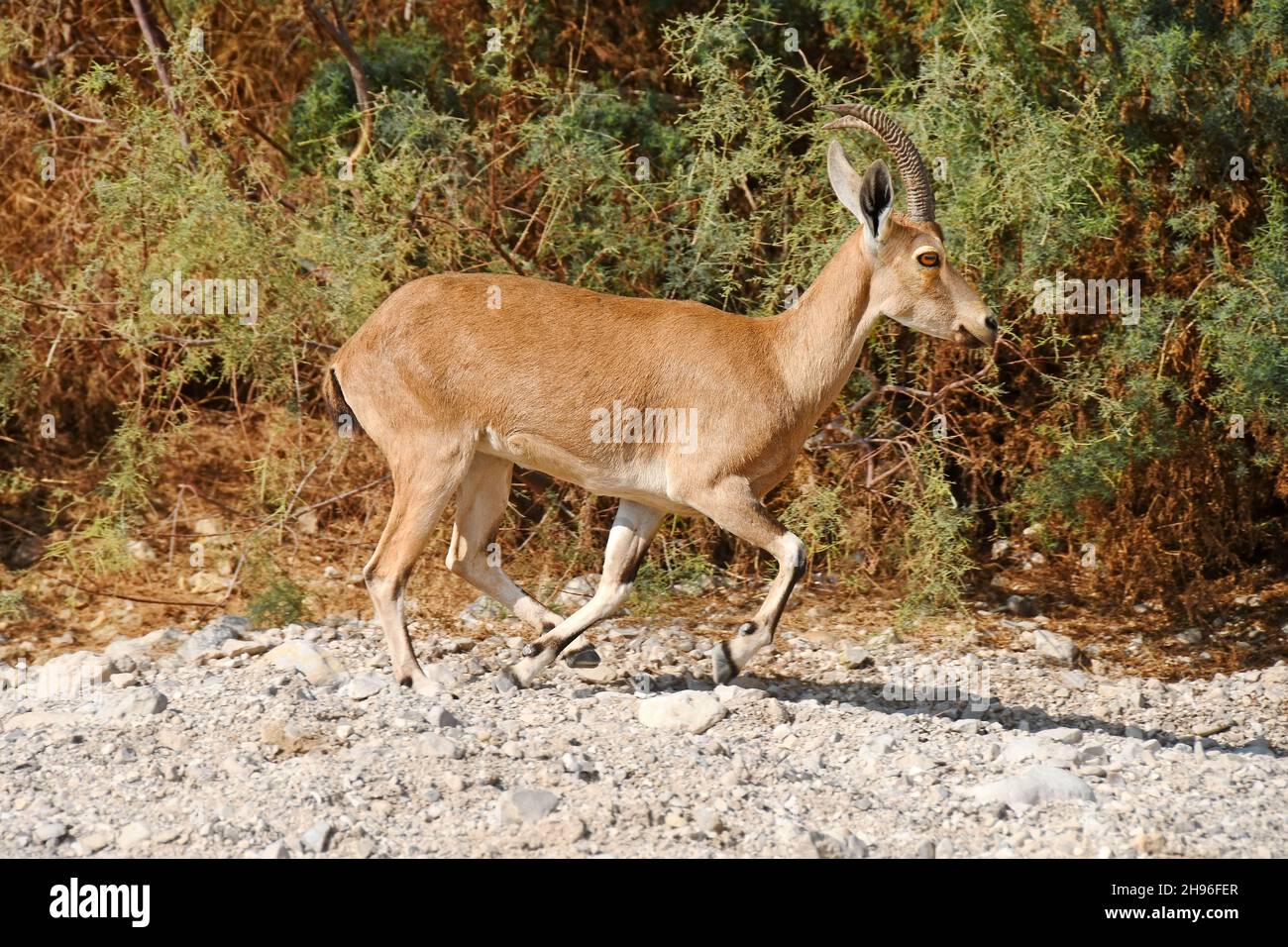 Female Ibex run, Ein Gedi, Israel Stock Photo - Alamy