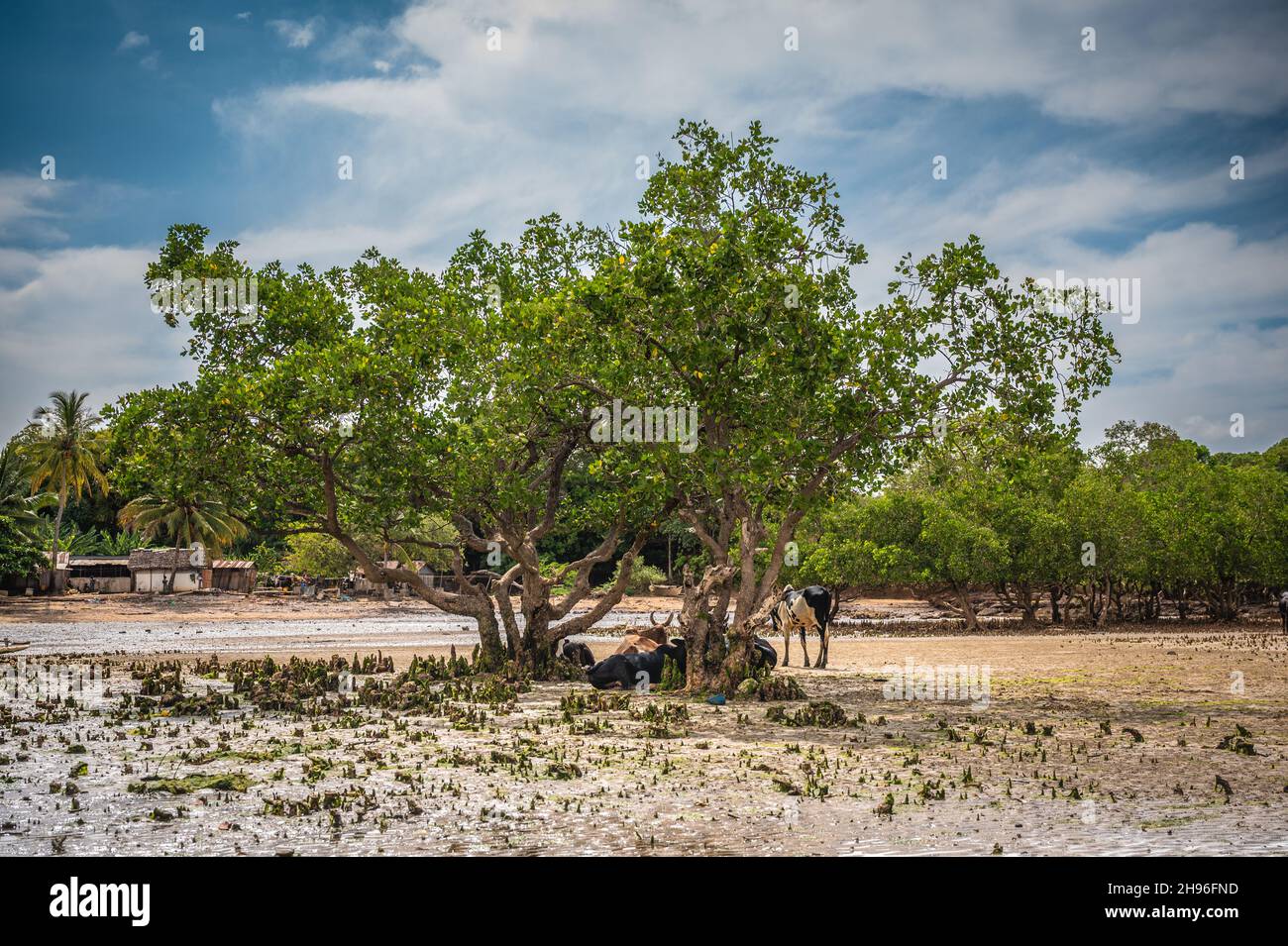 Herd of cattle resting under a tree with old huts under a blue cloudy ...