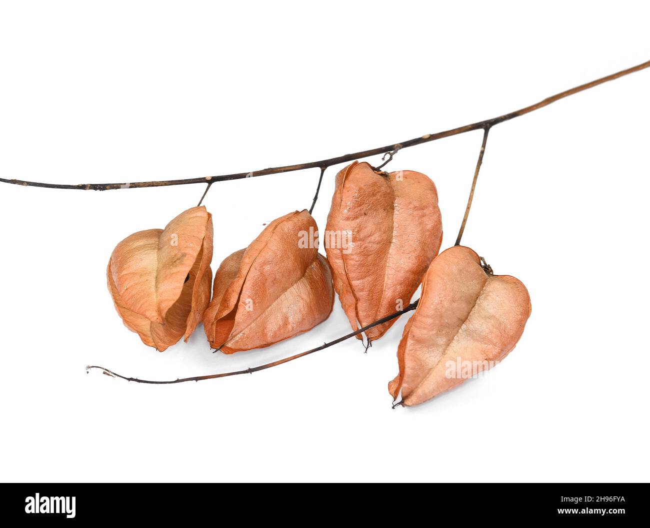 Golden rain tree fruit, pride of India, China tree and varnish tree ...