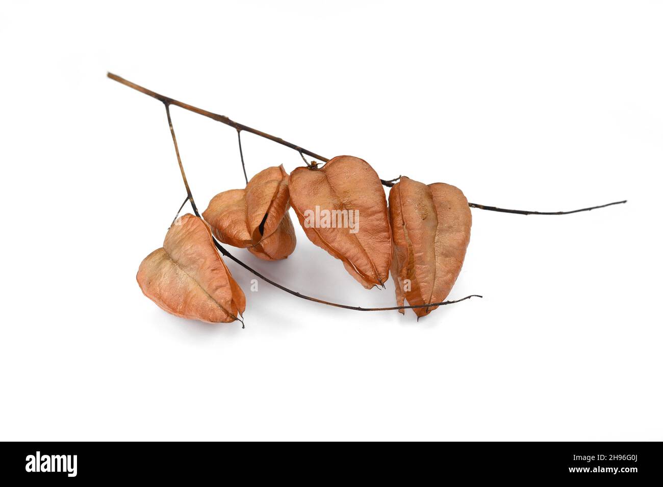 Golden rain tree fruit, pride of India, China tree and varnish tree ...