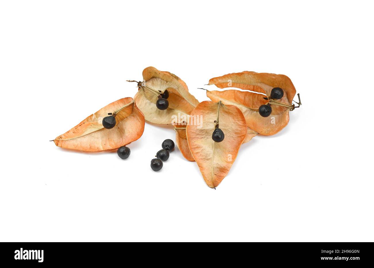 Golden rain tree fruit, pride of India, China tree and varnish tree ...