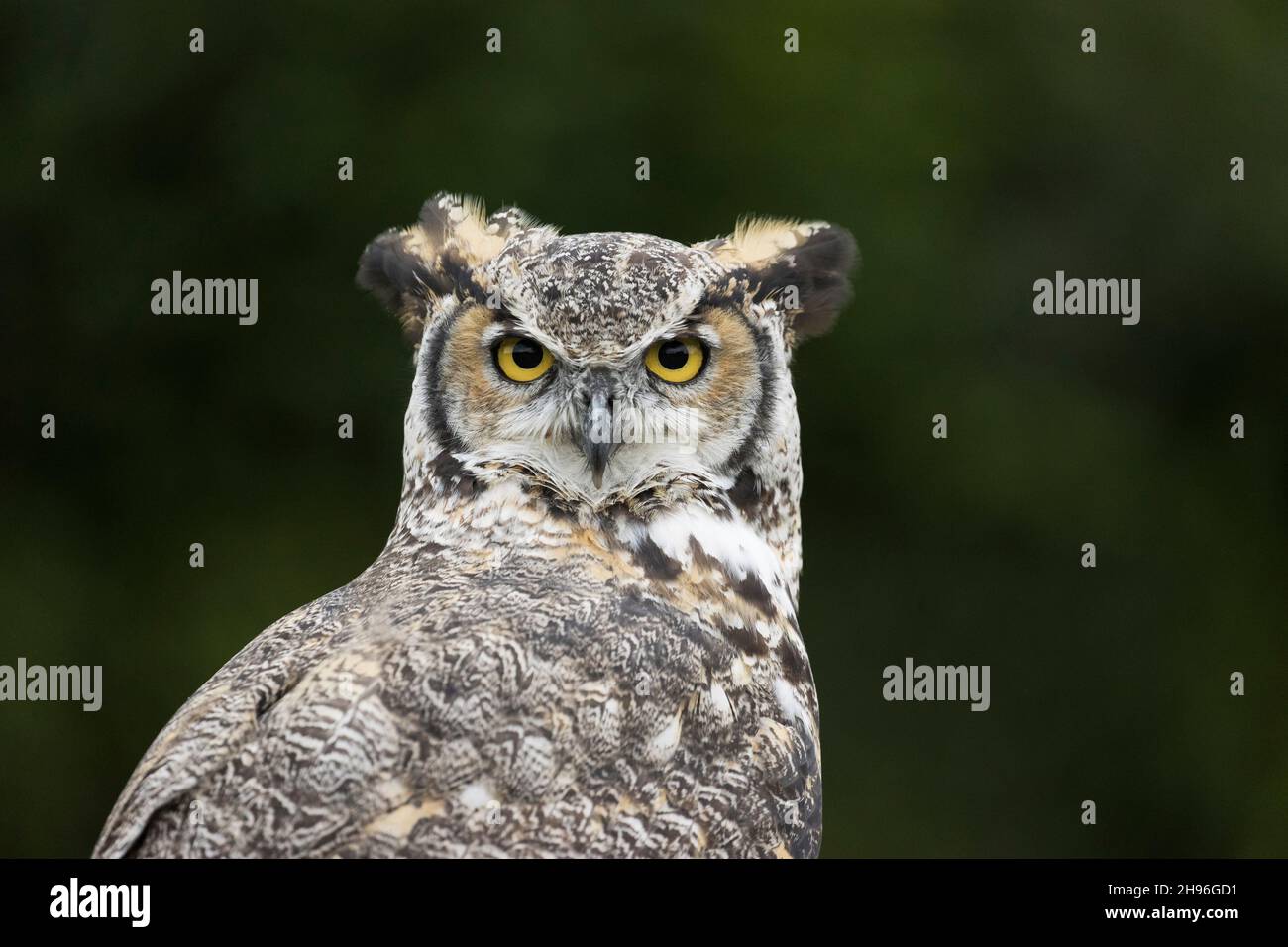 Great-horned owl (Bubo virginianus) adult portrait, August, controlled ...