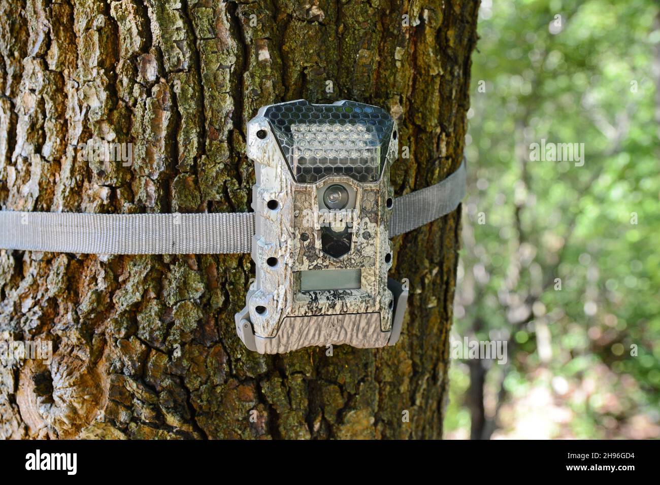 Camera attached to a tree, used by hunters to spy wild animals. Black ...