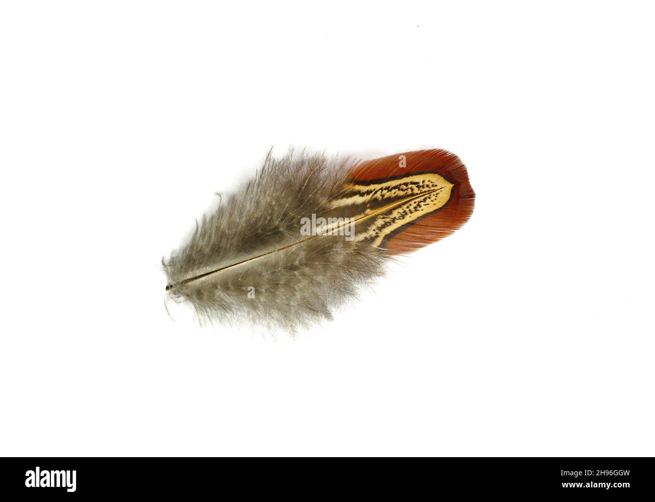 Pheasant feather isolated on white background. isolated three feather ...
