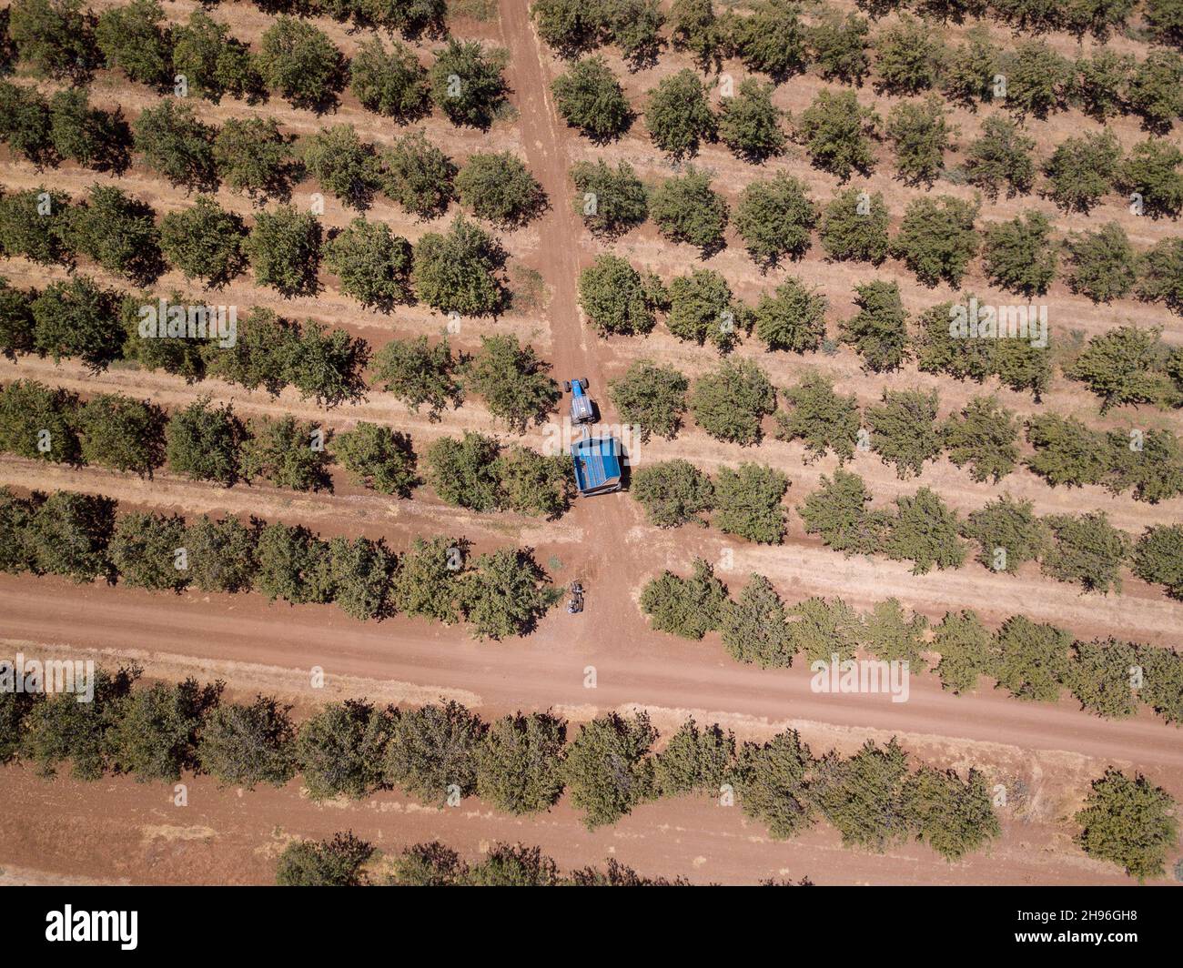 Blue tractor and trailer crossing agriculture tree field Stock Photo ...