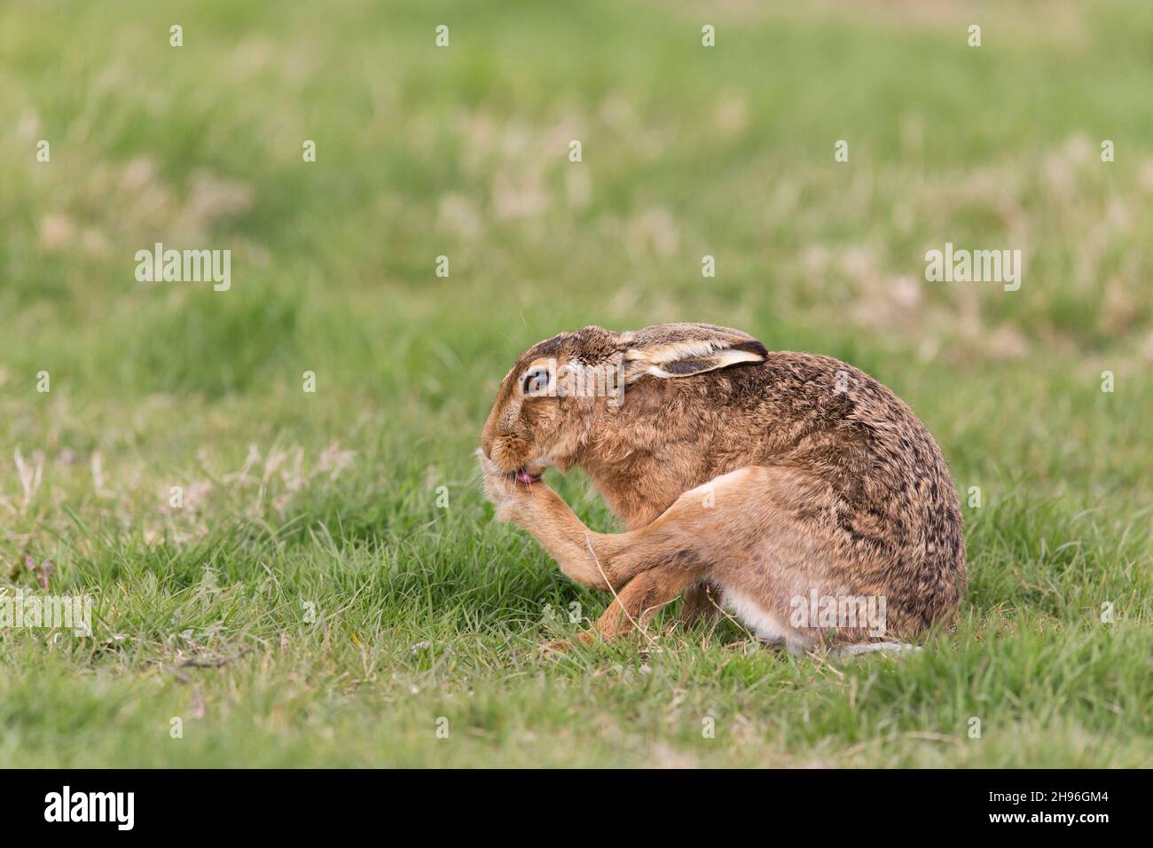 Hare foot hi-res stock photography and images - Alamy