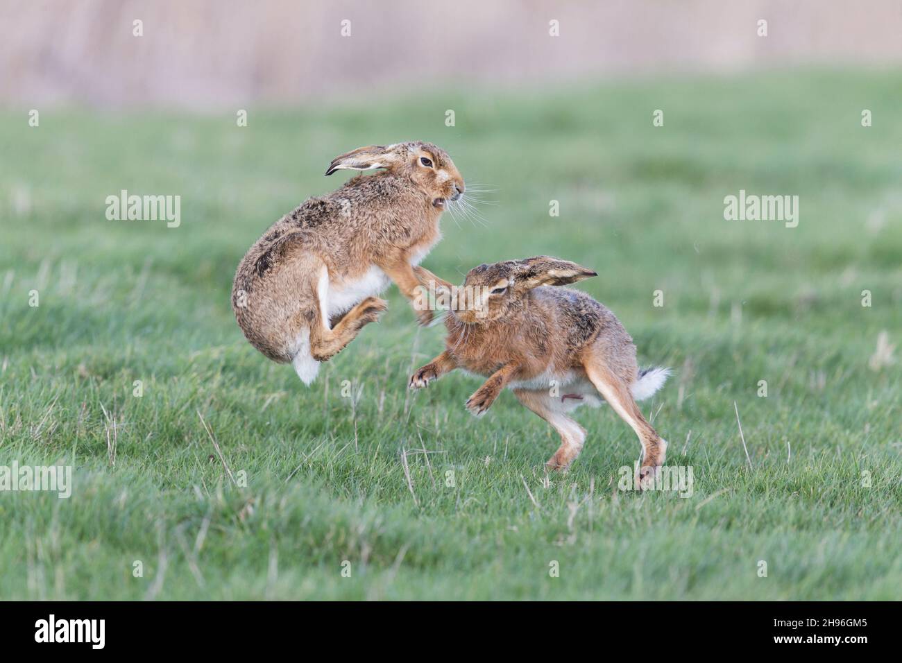 European Hare (Lepus europeaus) adult pair 'boxing', female jumping ...