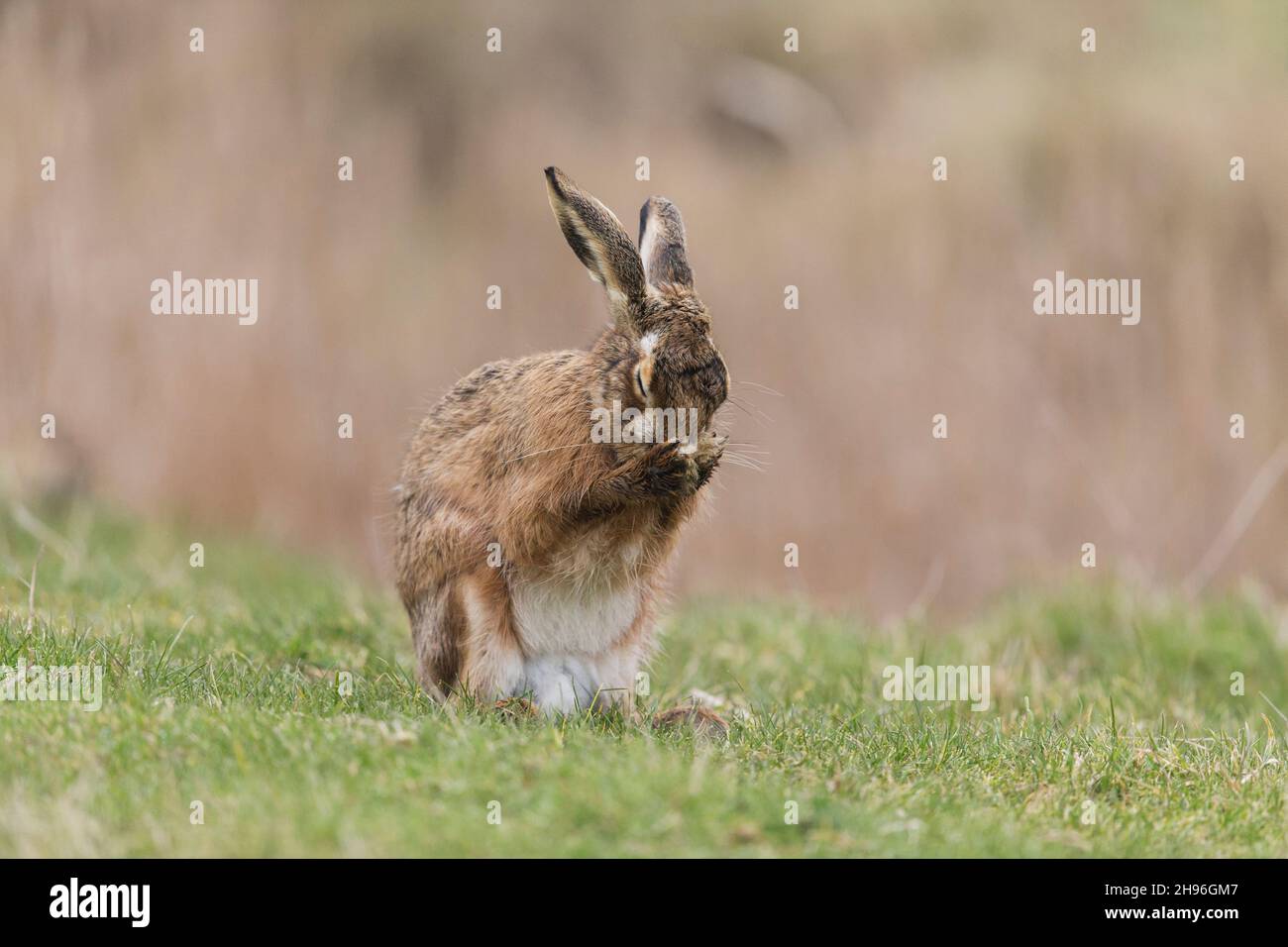 European Hare (Lepus europeaus) adult grooming in grass field, Suffolk ...