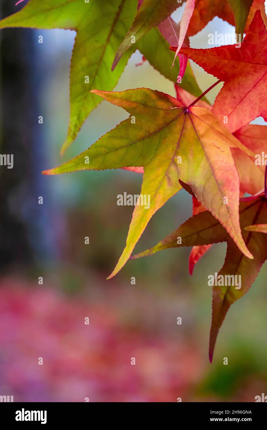 Lakeshore fall colors hi-res stock photography and images - Alamy