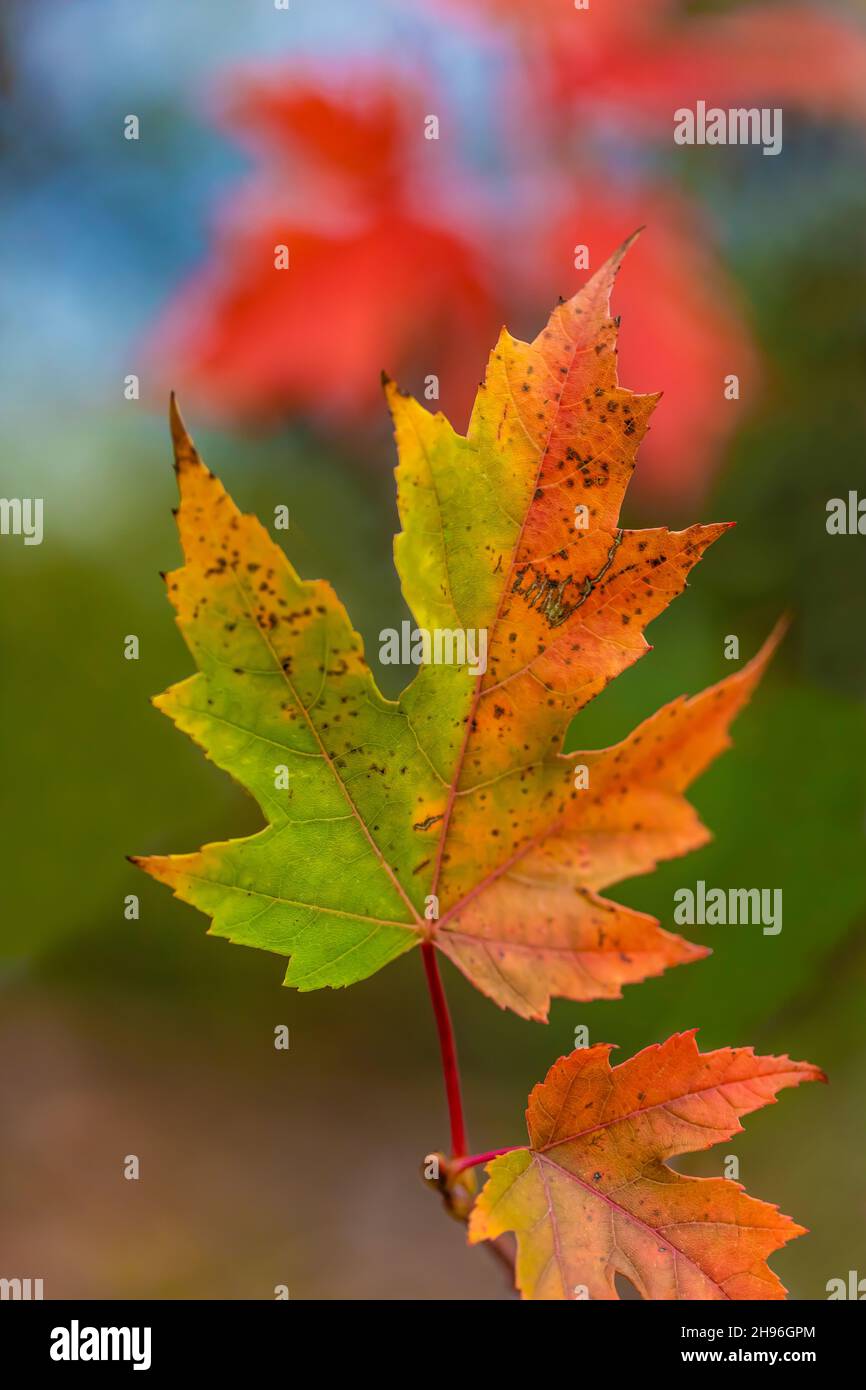 Red Maplle, Acer rubrum, leaf in autumn color in Green Lake Park ...