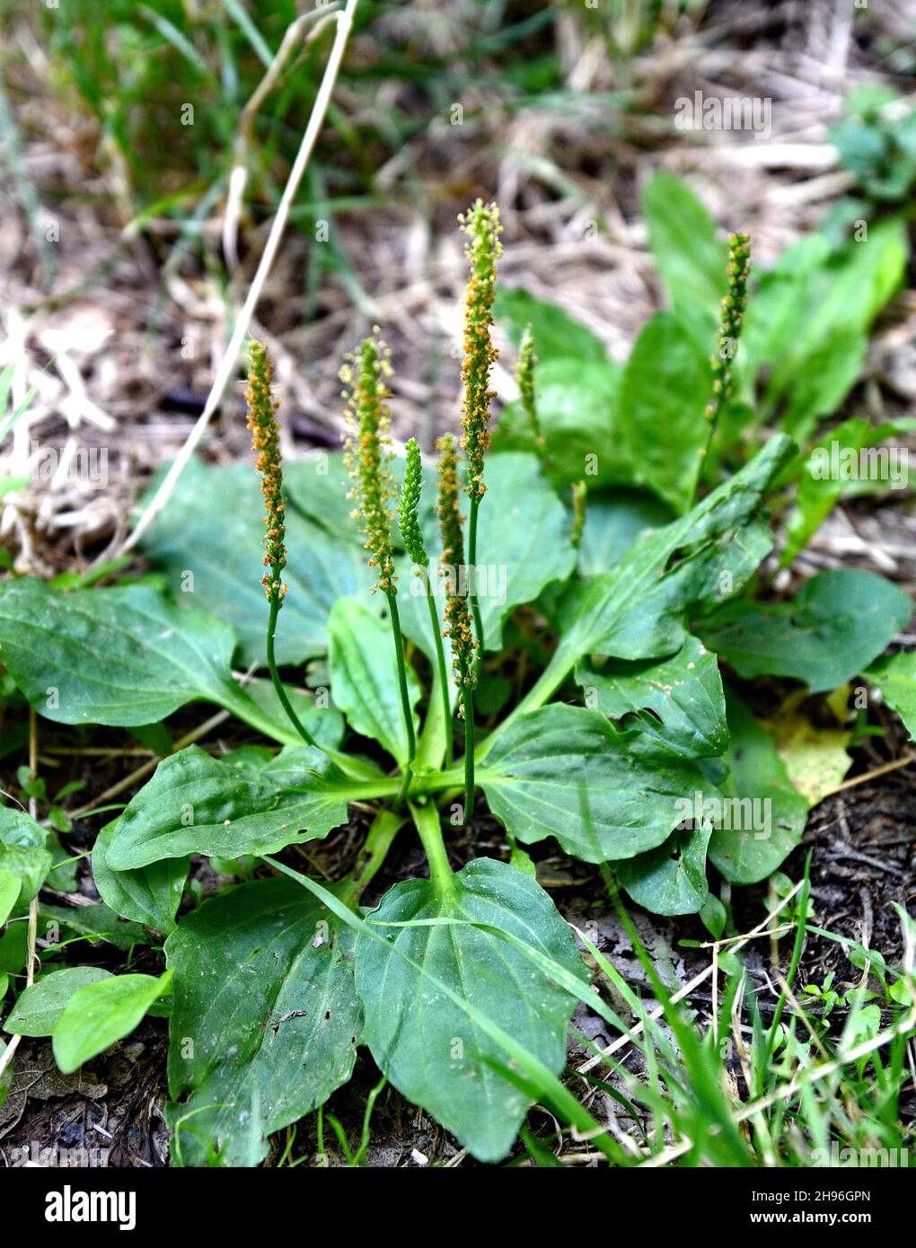 fresh plantain leaves in a natural environment (Plantago Major Stock ...