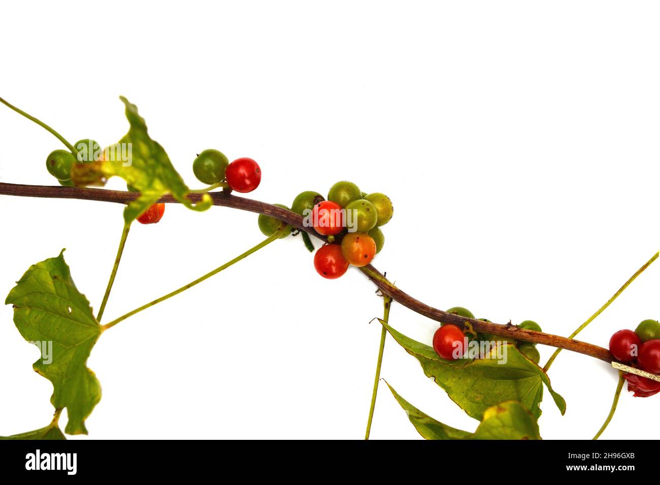 Fruit of the black bryony. Dioscorea communis red fruit Stock Photo - Alamy