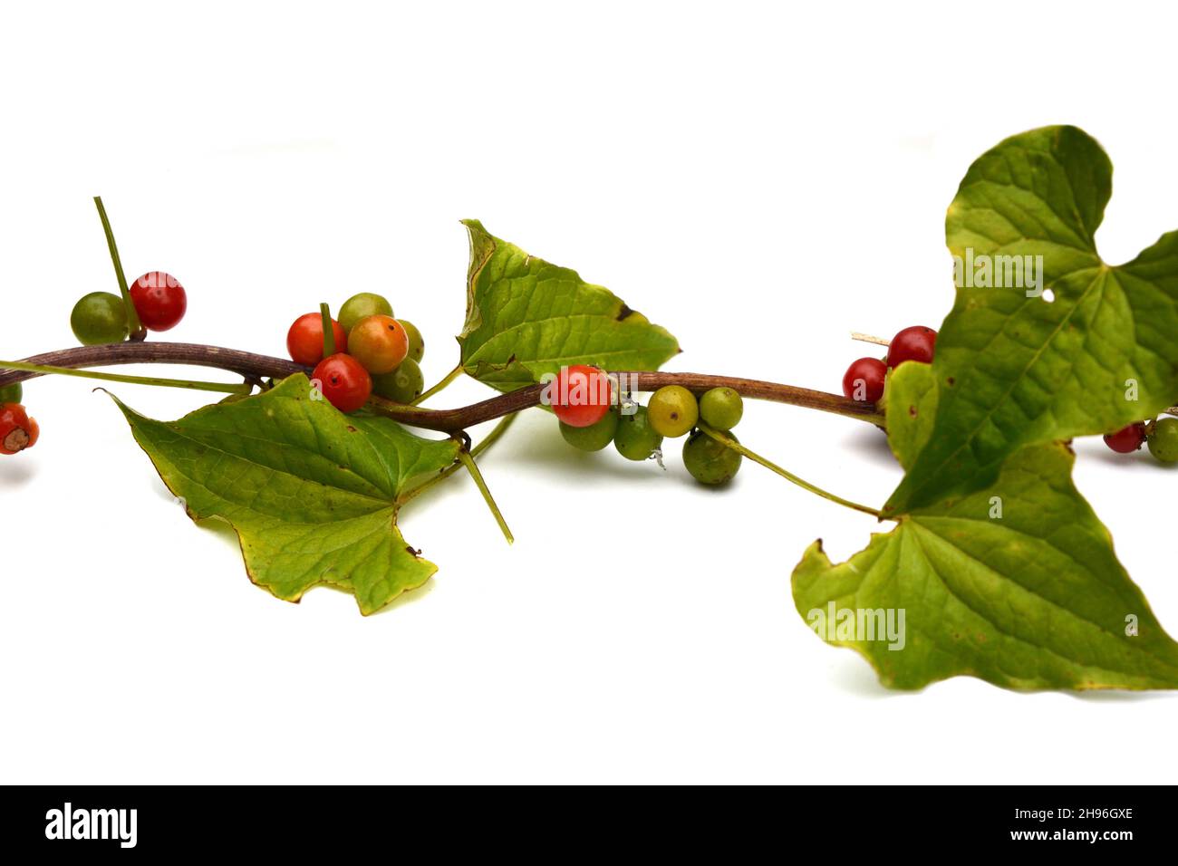 Fruit of the black bryony. Dioscorea communis red fruit Stock Photo - Alamy