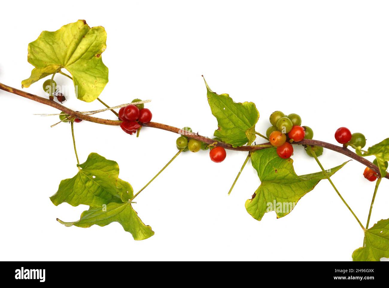 Fruit of the black bryony. Dioscorea communis red fruit Stock Photo - Alamy