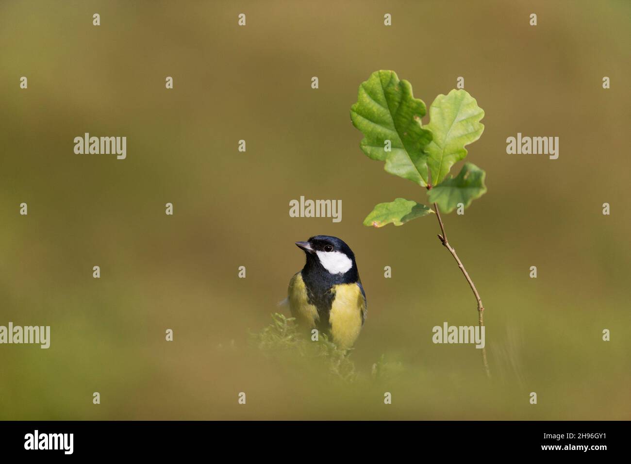 Great Tit (Parus major) adult, perched near English Oak (Quercus robur ...