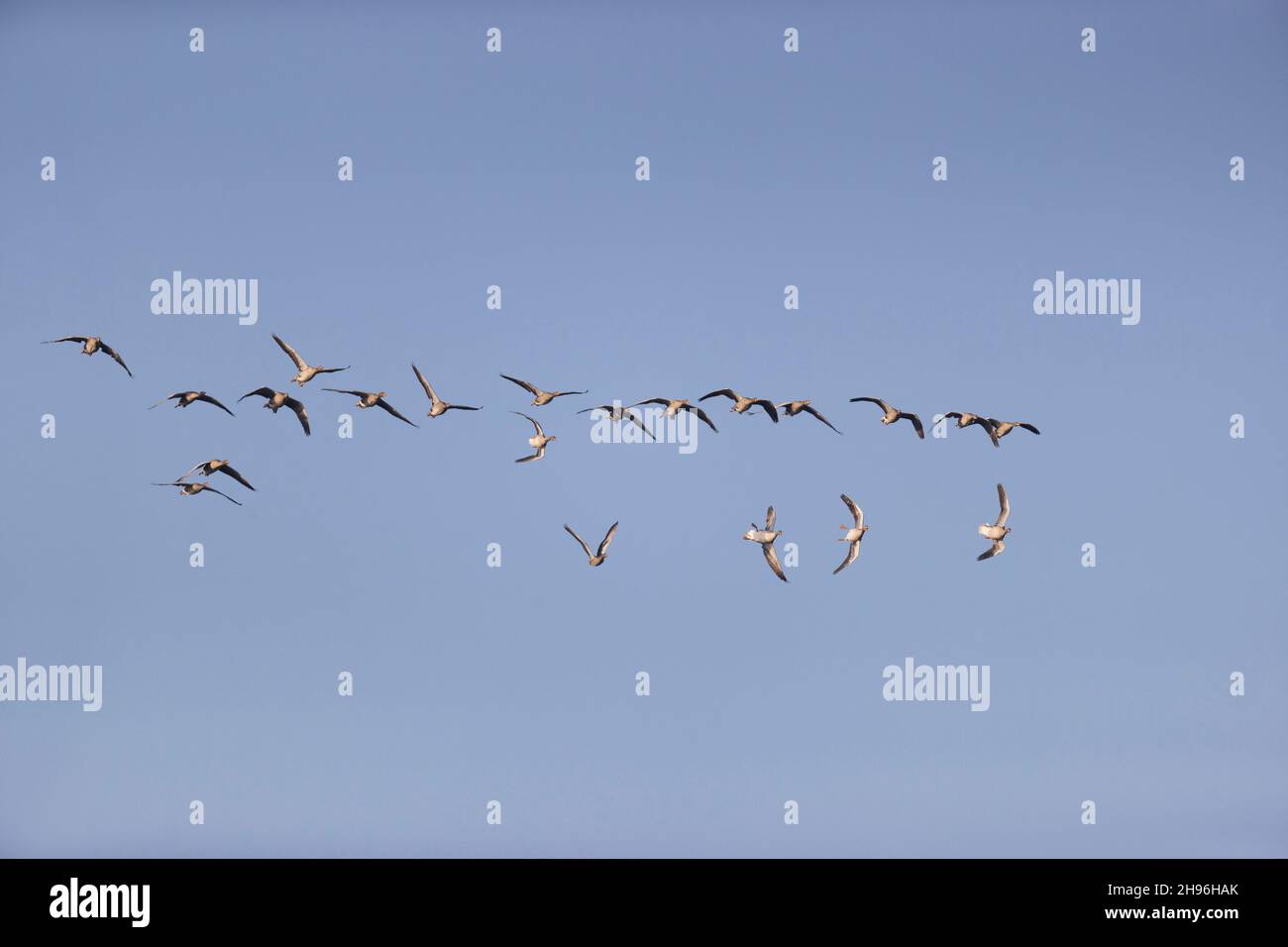 Whiffling geese hi-res stock photography and images - Alamy