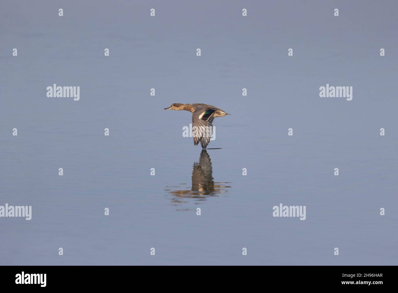 Adult bird in eclipse plumage hi-res stock photography and images - Alamy