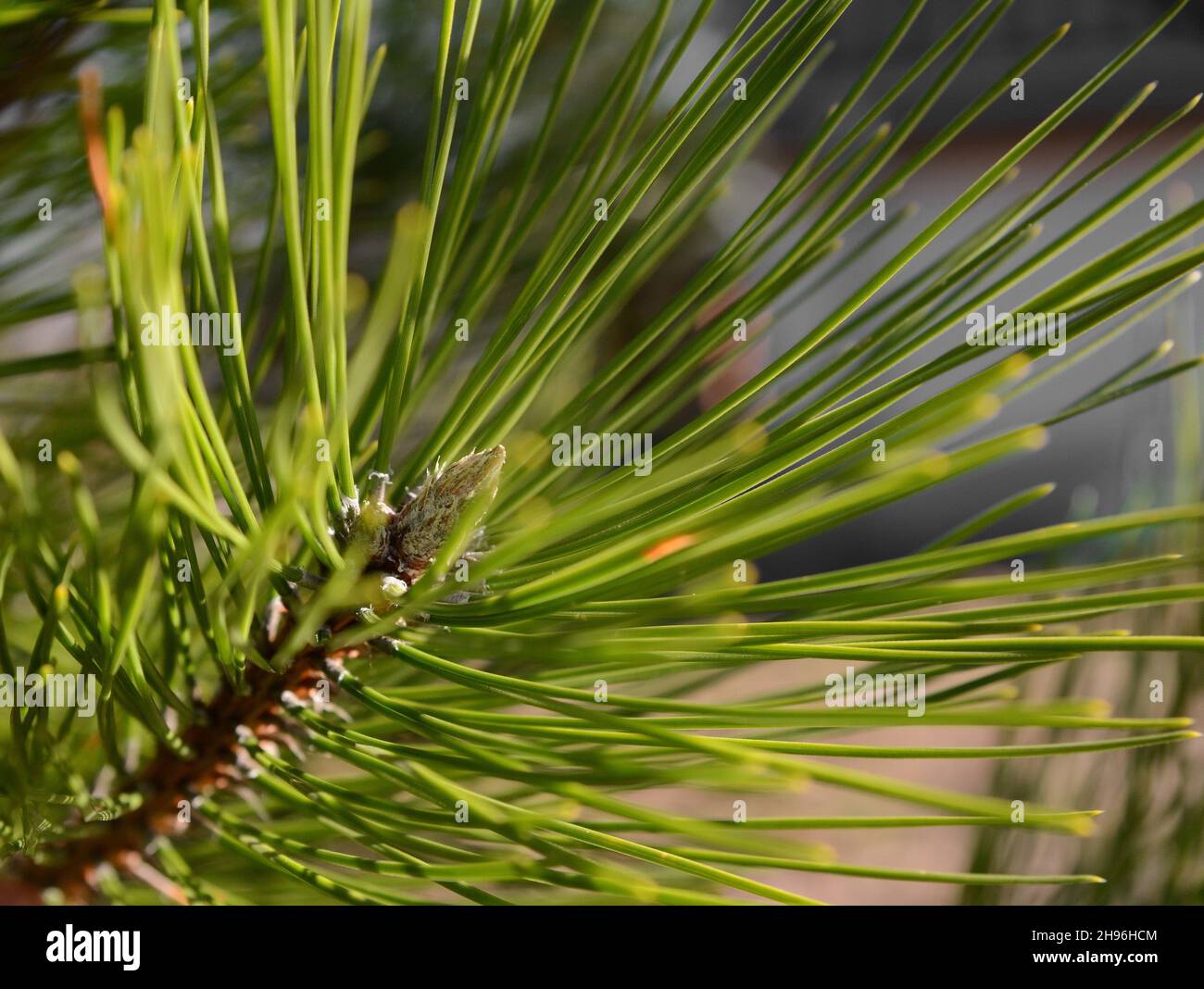 Loblolly pine needles hi-res stock photography and images - Alamy