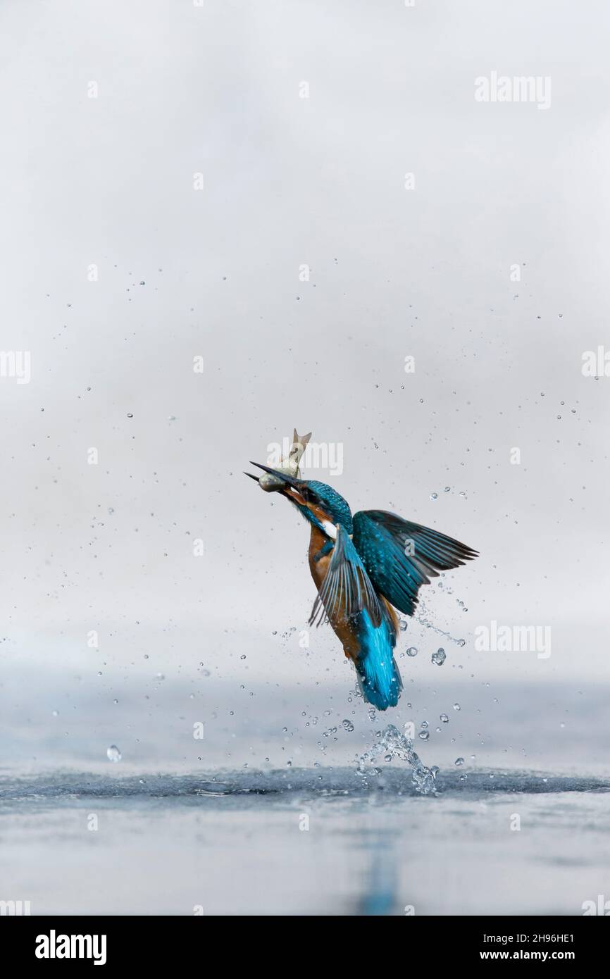 Common Kingfisher (Alcedo atthis) adult male, emerging from dive in ...