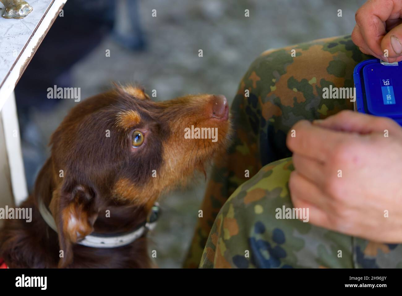 small hunting dog in nature looking to its owner Stock Photo - Alamy
