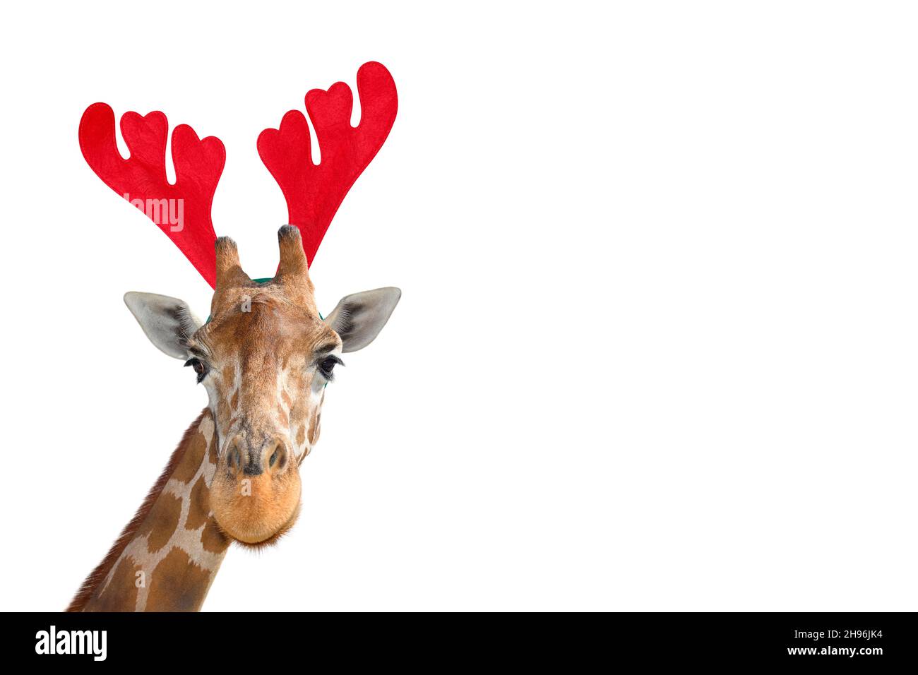 Christmas Giraffe Wallpaper