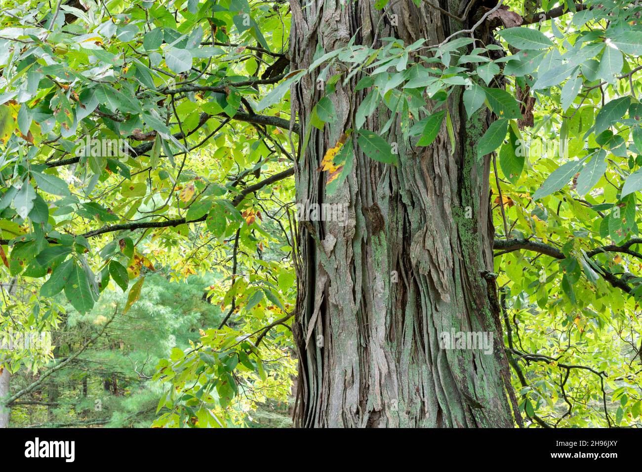 Shagbark hickory (Carya ovata), native tree, Eastern United States, by ...